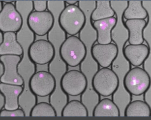 David A. Weitz – Australasian Cytometry Society